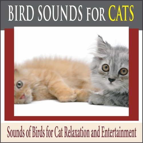 Rain Sounds In The Deep Forest Radio - Listen to Steven Current, Free ...